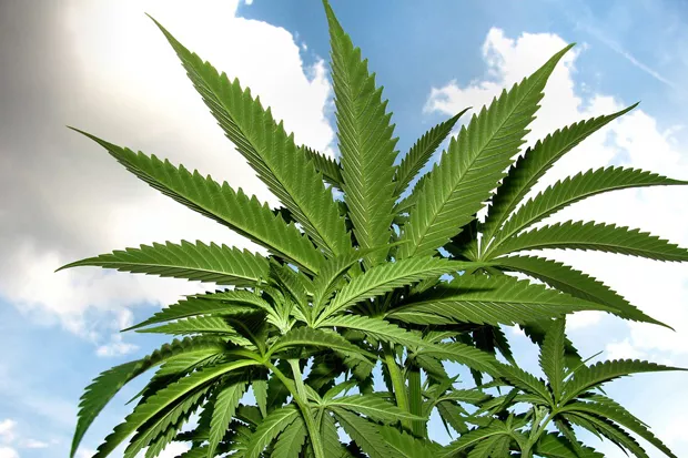 Oregon’s Crashing Pot Prices Put Drug Treatment at Risk - The Source ...